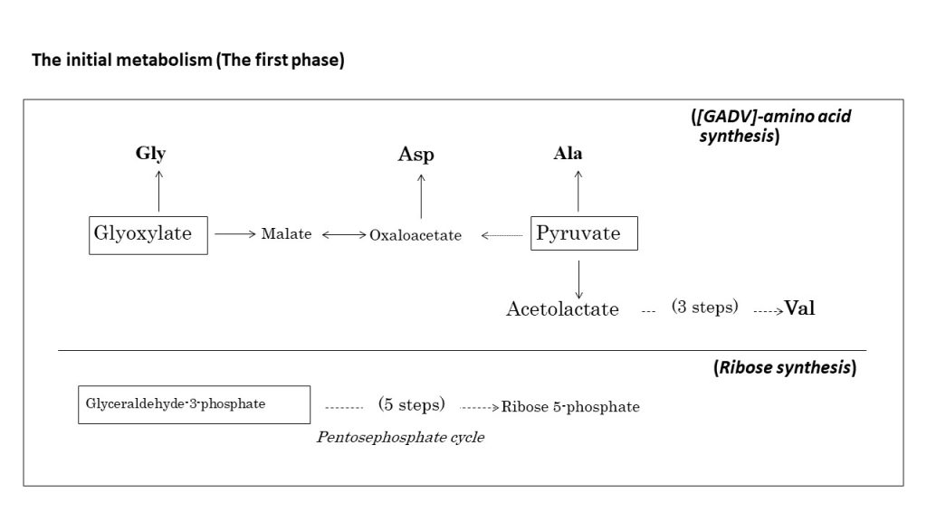 Origin of metabolism | GADV hypothesis