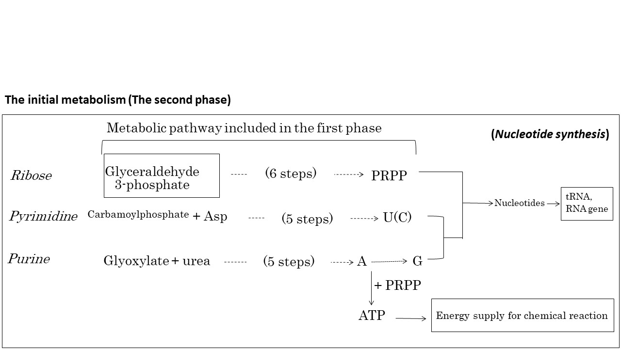 Origin of metabolism | GADV hypothesis